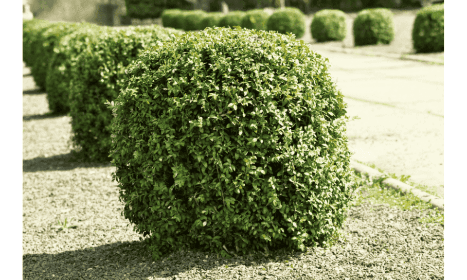 Low Maintenance Bushes For Your Front Yard - All County Landscape Hardscape