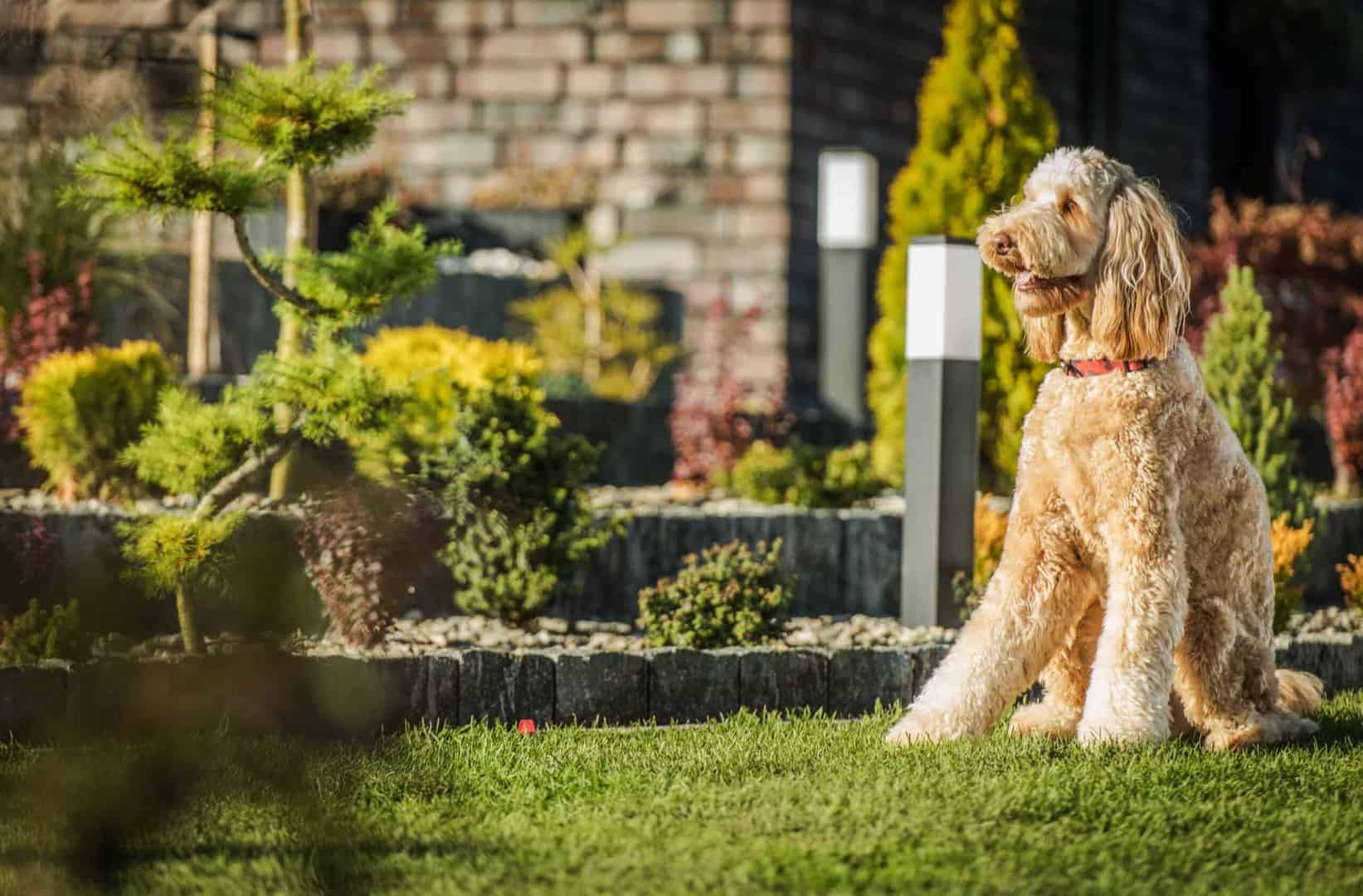 How Can I Create a Dog-Friendly Landscape? - All County Landscape Hardscape